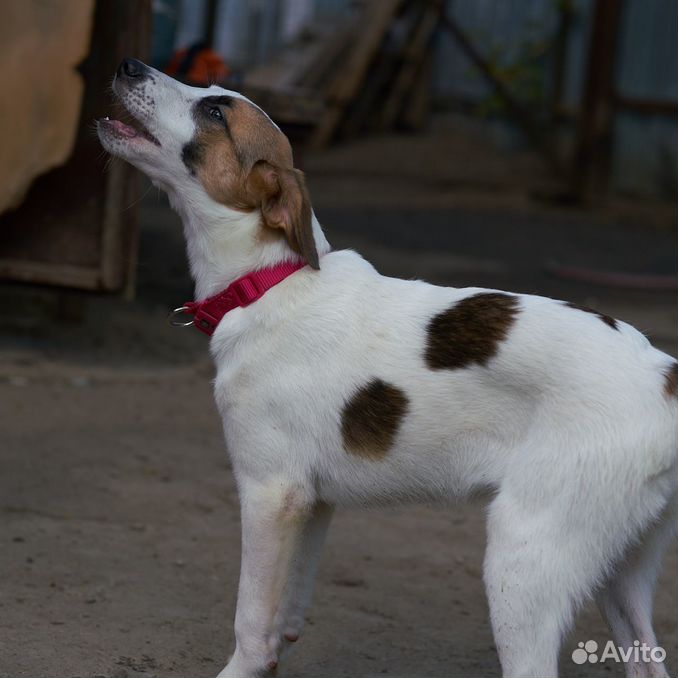 Тимон и Барби ищут дом