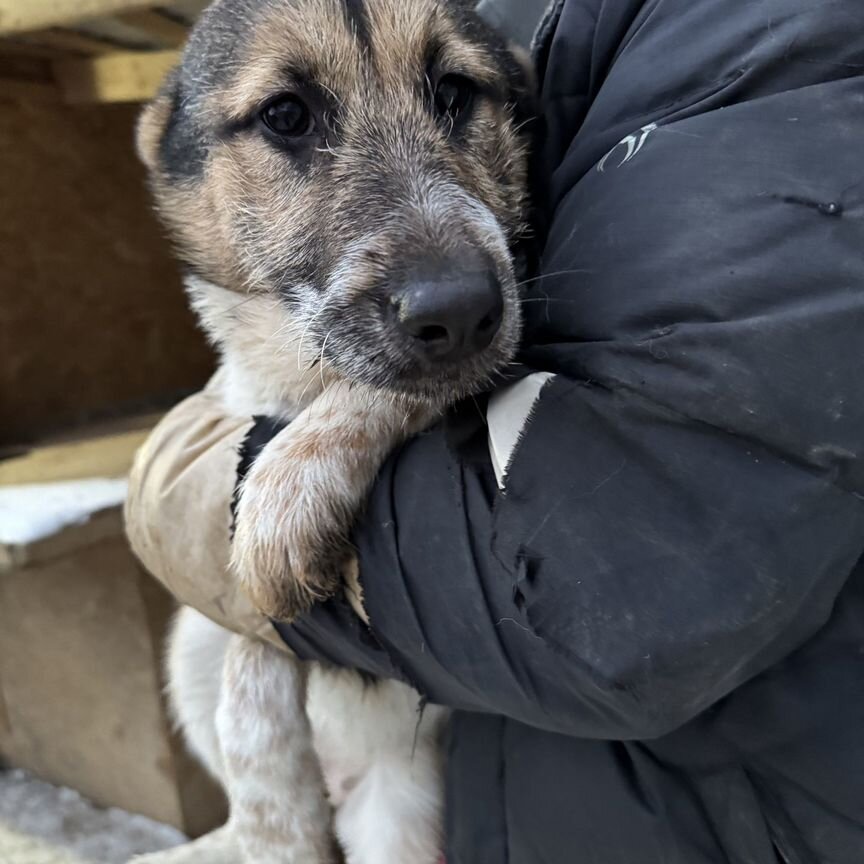 Ефима - щеночек из приюта, в добрые руки