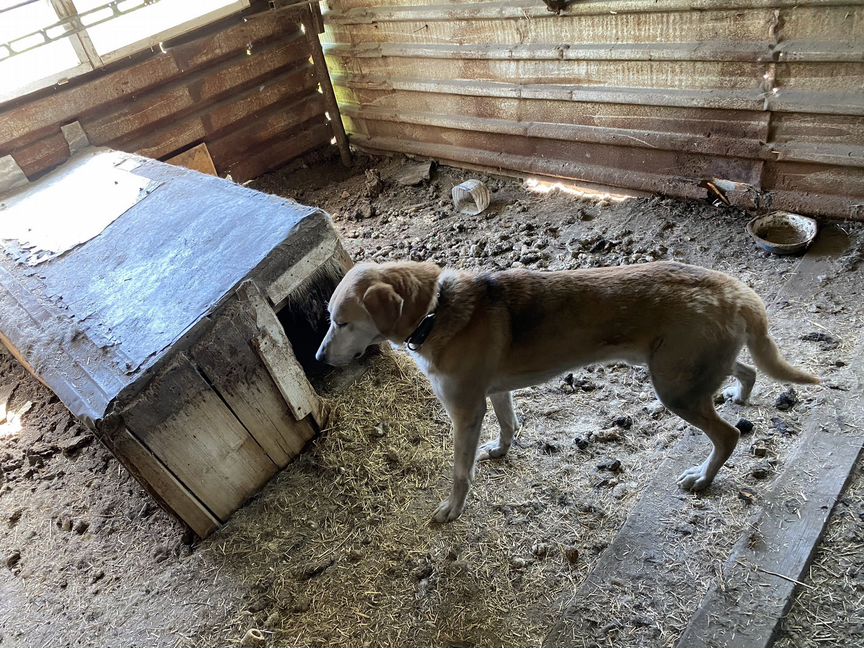 Русская гончая рабочая