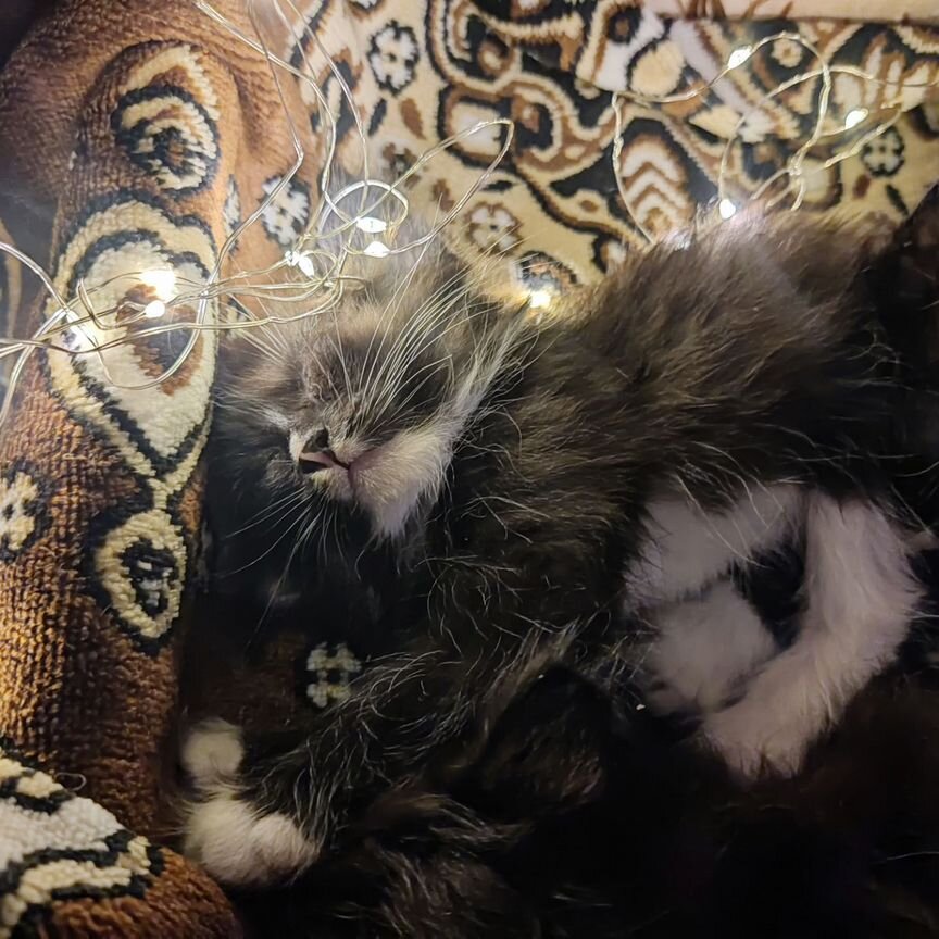 Котята в добрые руки бесплатно мальчики