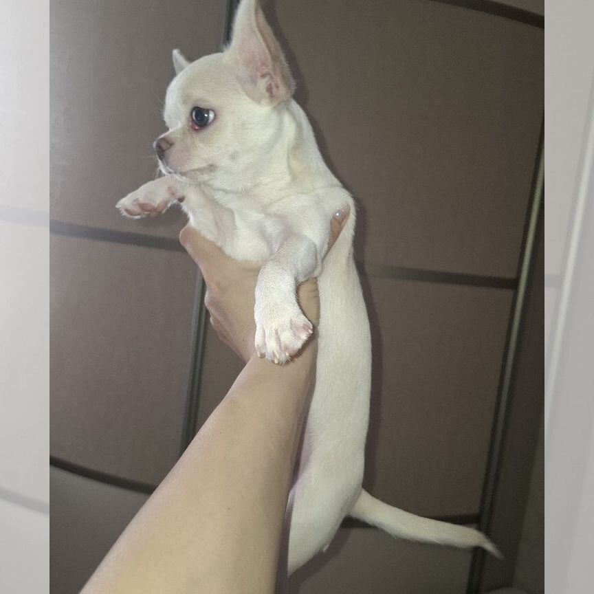Чихуа хуа щенок