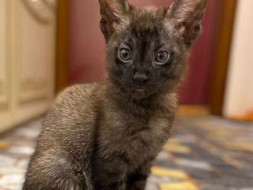 Котята чаузи ф1