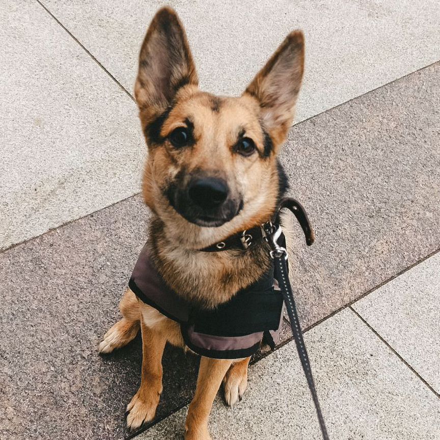 Немецкая овчарка, щенок