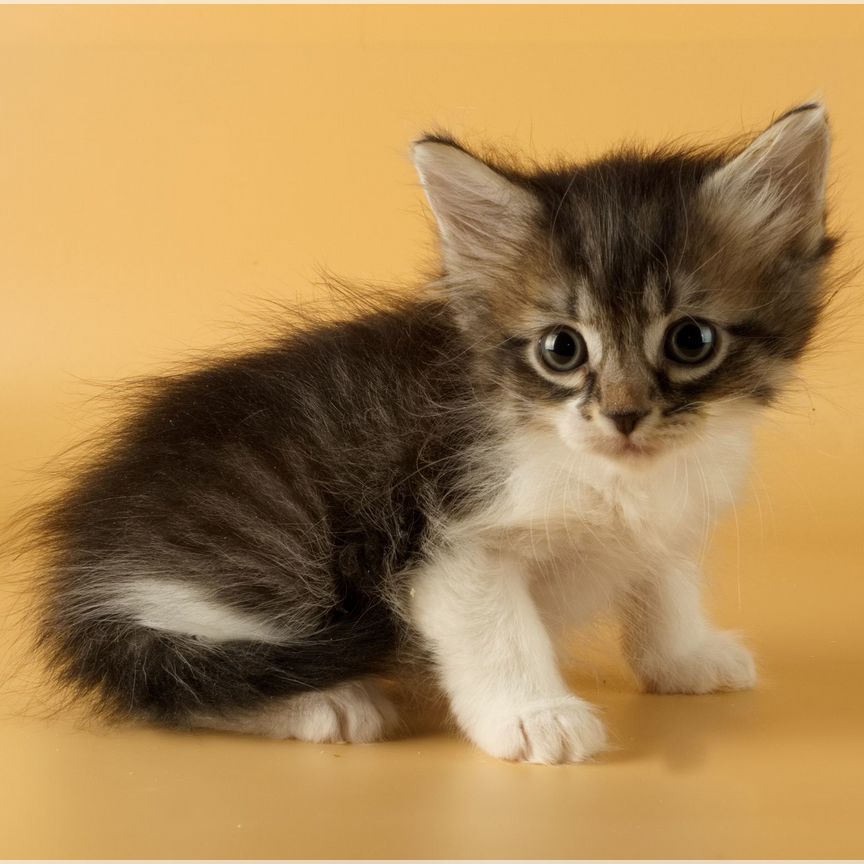 Лесные котята от заводчика с документами