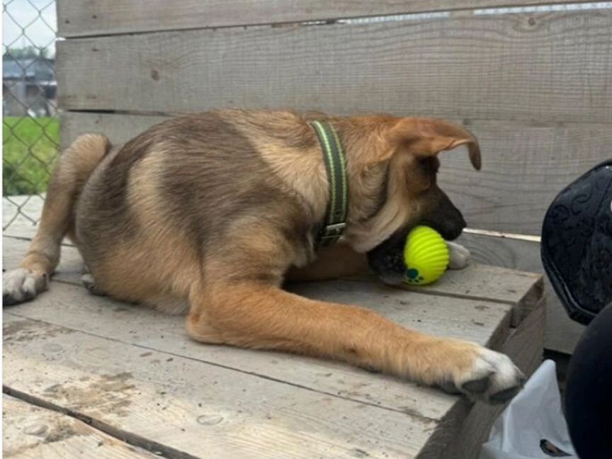 Собакины в добрые руки