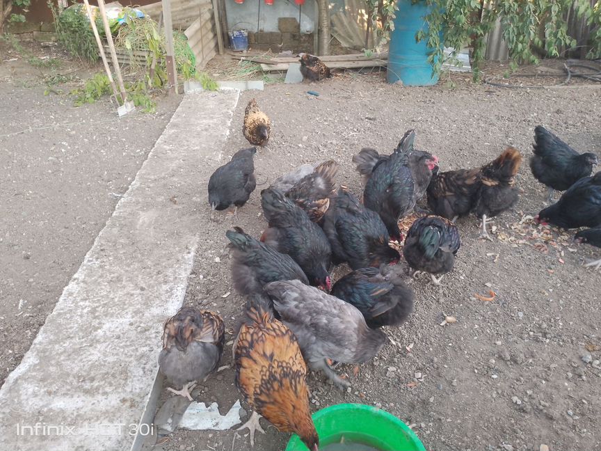 Петух орпингтон