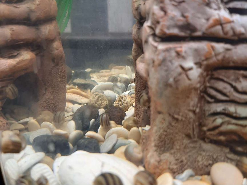 Улитки аквариумные