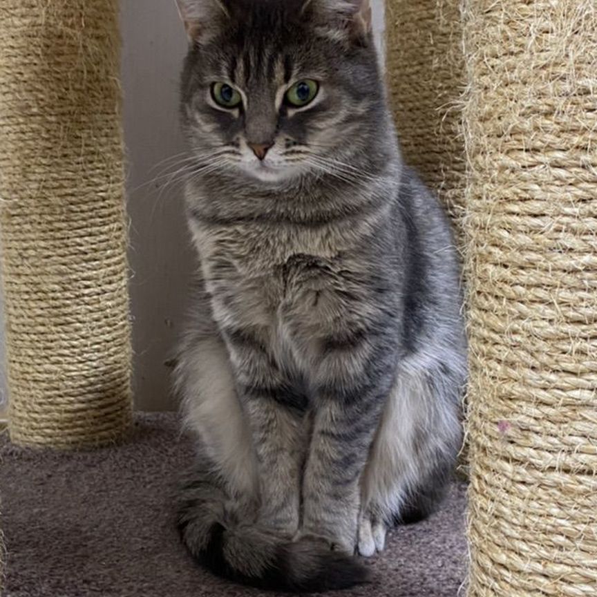 Кошка малышка