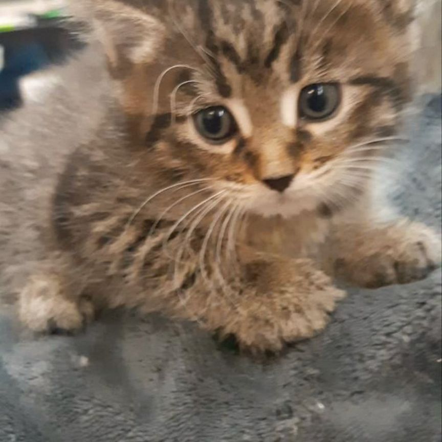 Шотландские вислоухие