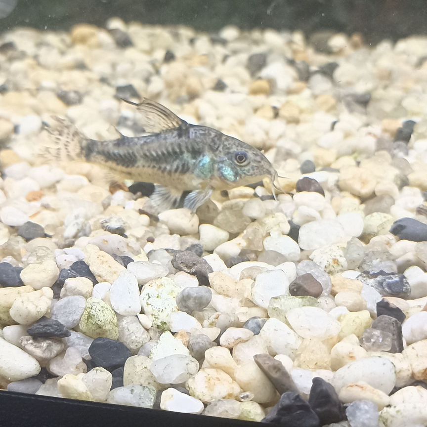 Сомик коридорас