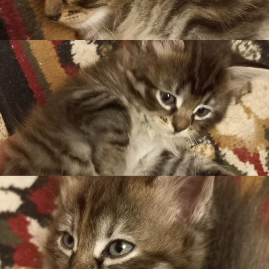Отдадим котят в добрые руки