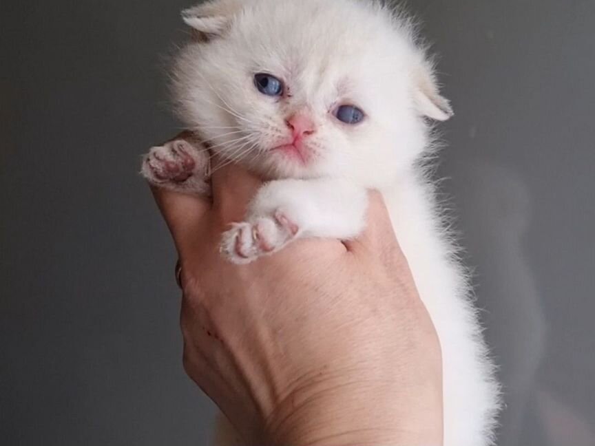 Мальчик золотой колорпойнт