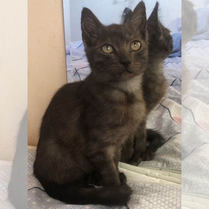 Котенок мальчик 3,5 месяца