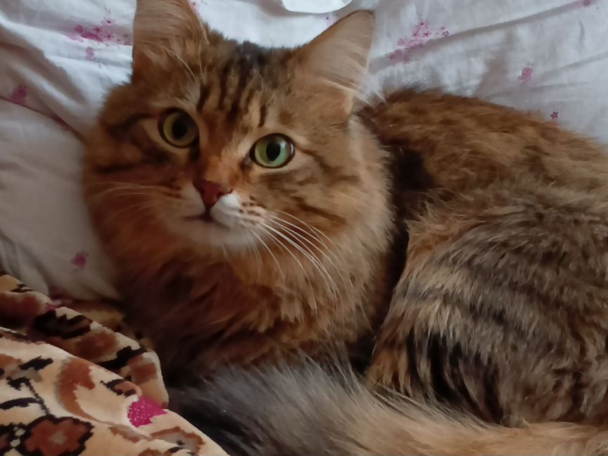 Кот Пушик