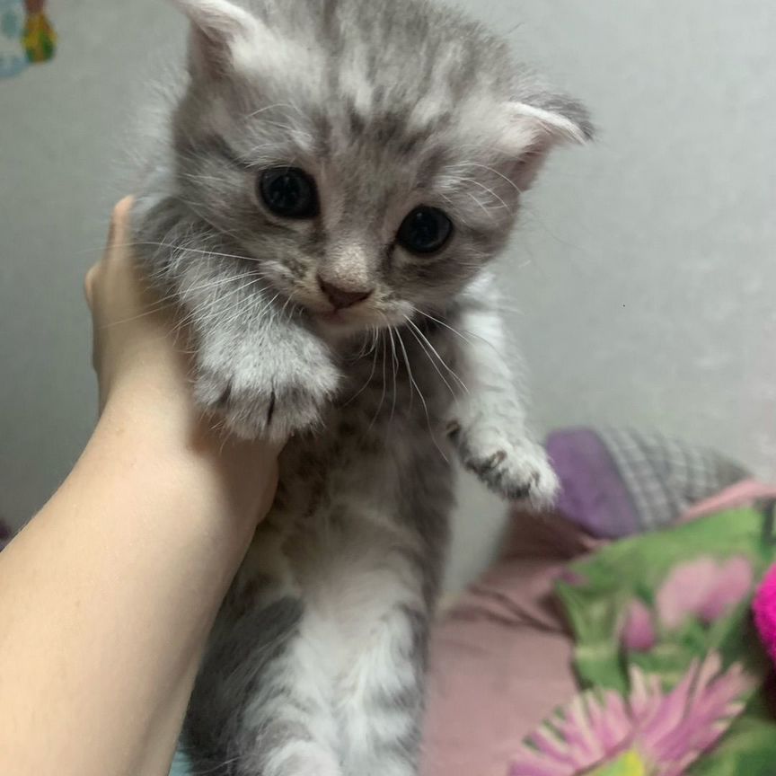 Шотландская