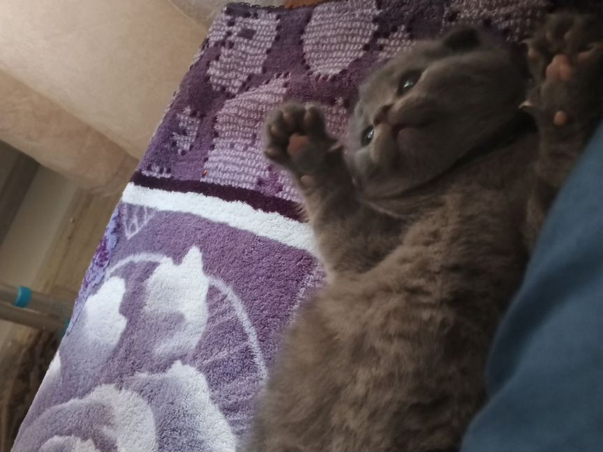 Британские вислоухие котята