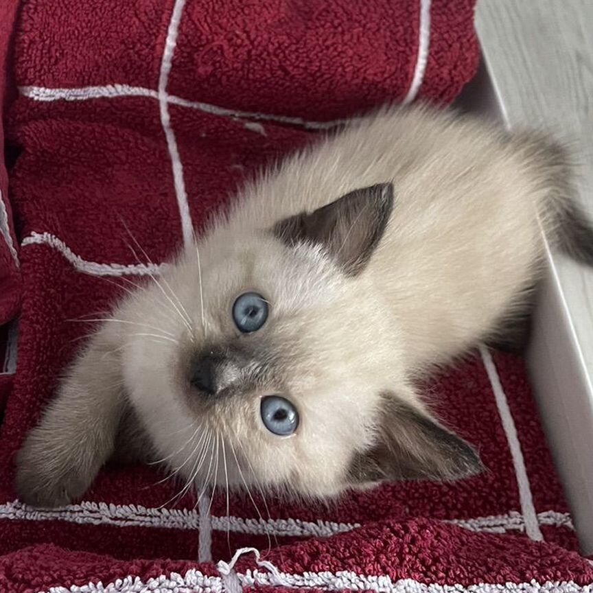 Котенок сиамский