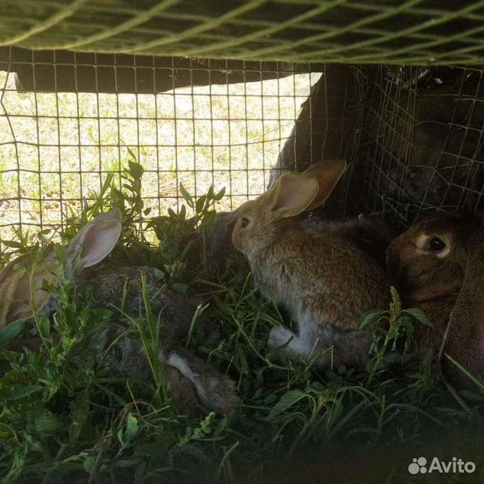 Крольчата