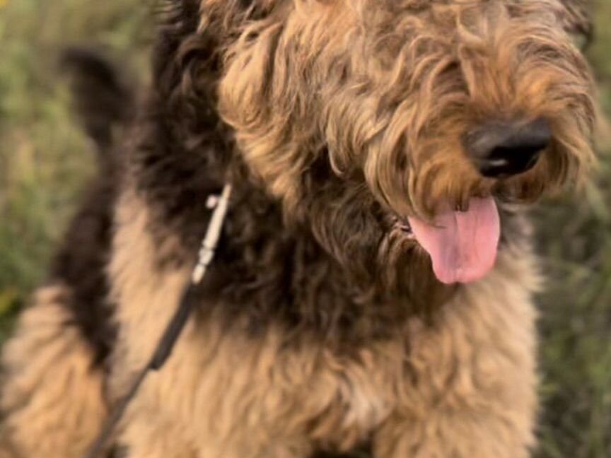 Вязка эрдельтерьер