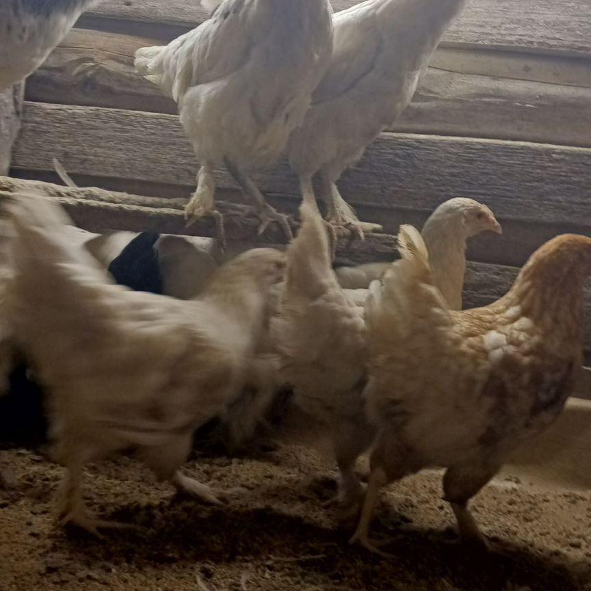 Куры доменанты