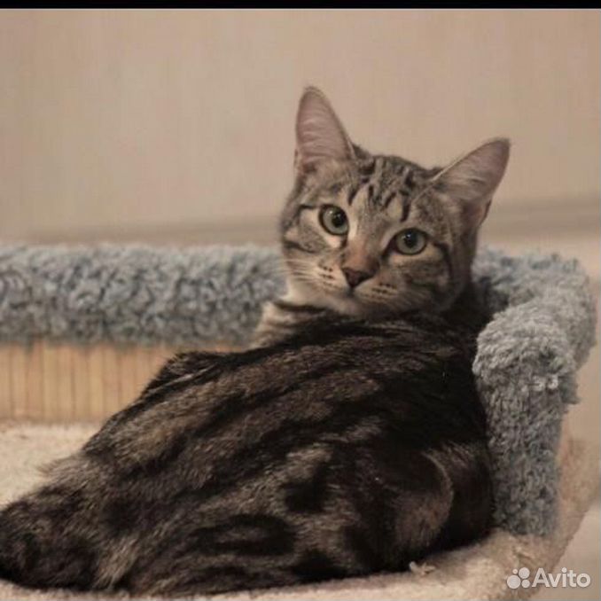 Котенок в беде