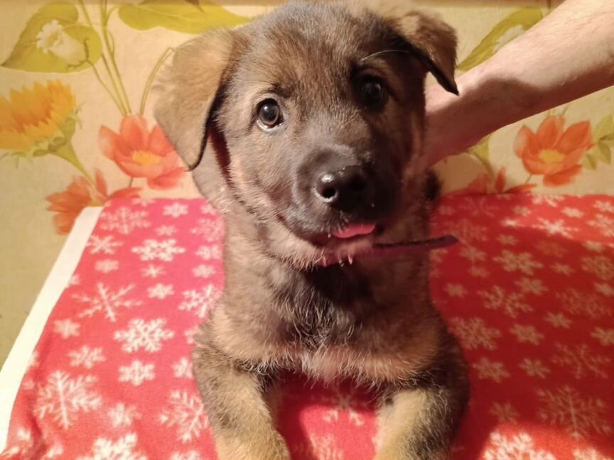 Щенок в добрые руки бесплатно