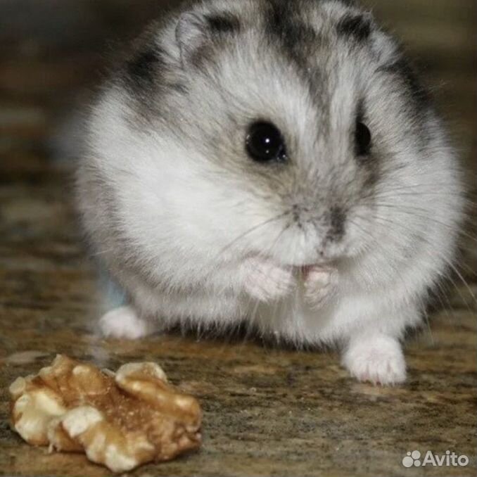 Хомячек, джунгарик