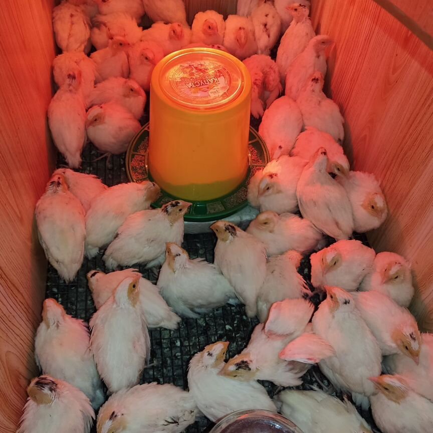 Перепелята