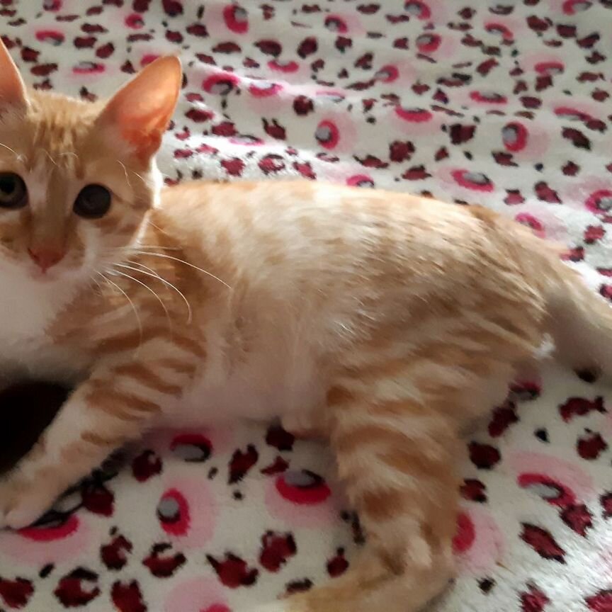 Котята в добрые руки бесплатно