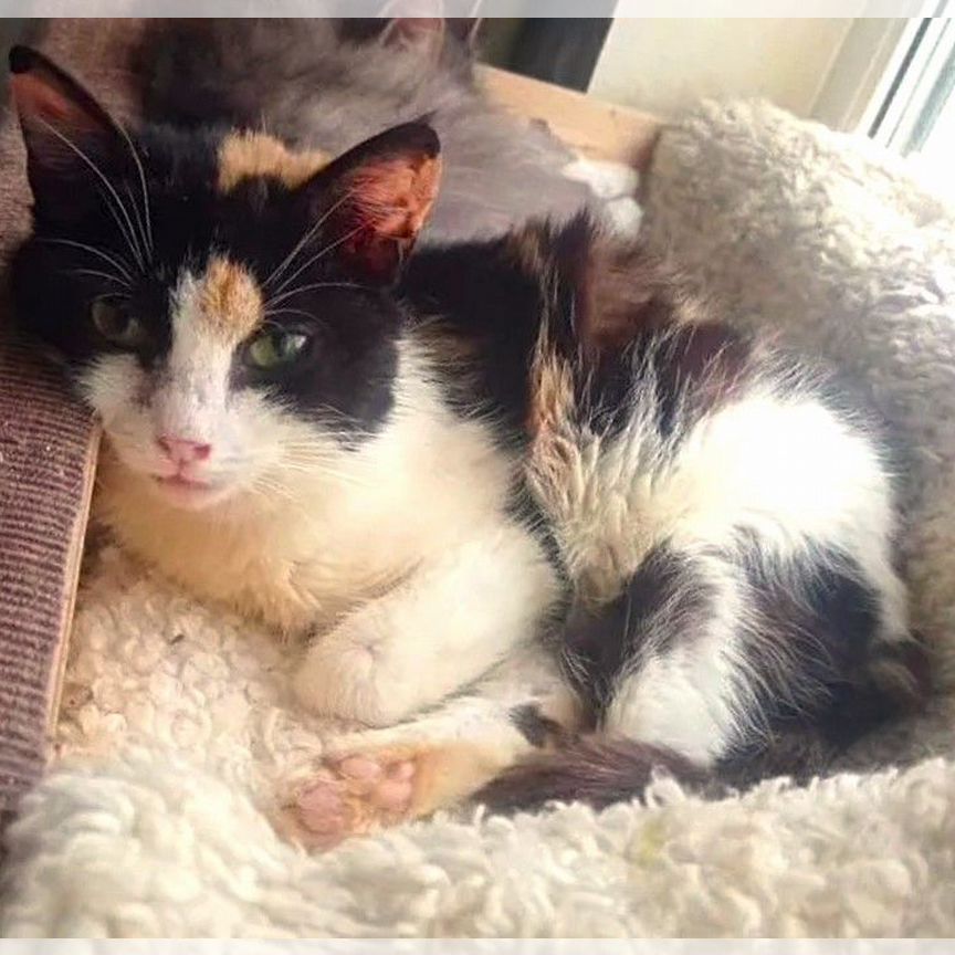 Трехцветный котенок девочка