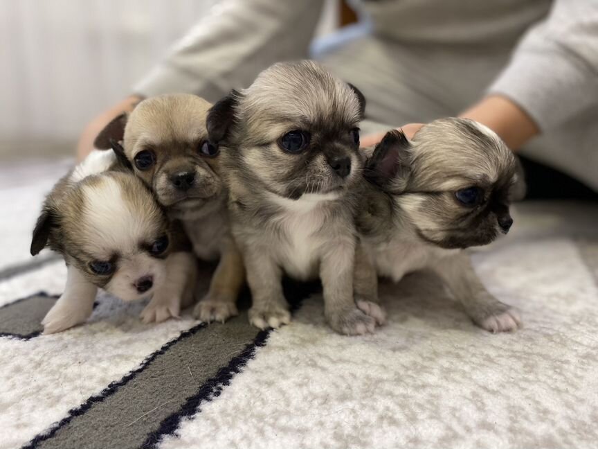 Щенки чихуахуа
