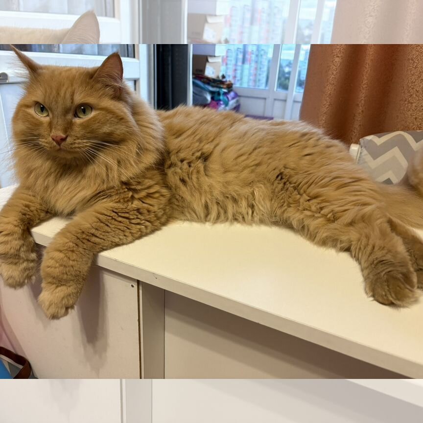 Рыжий кот