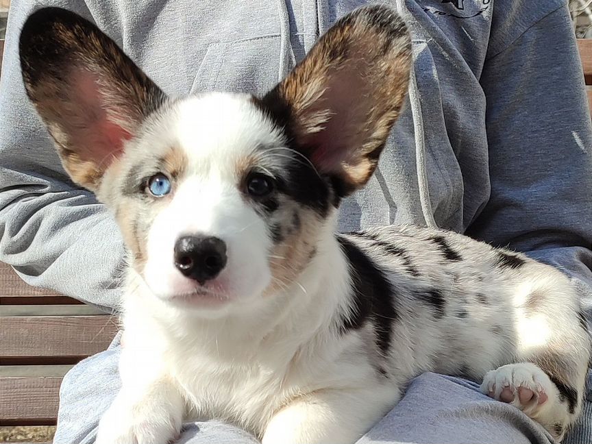 Щенок вельш-корги