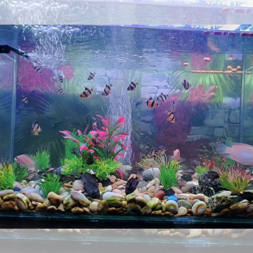 Рыбки цихлиды