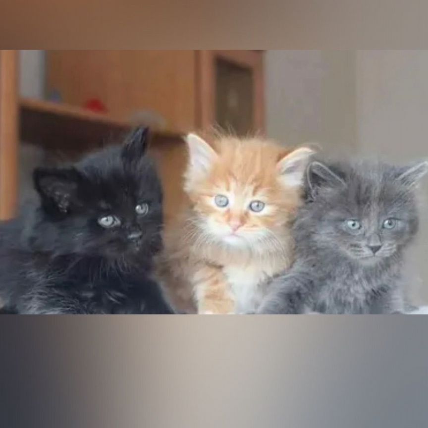 Шикарные сибирские котята