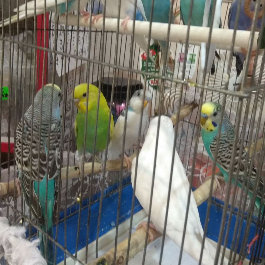 Волнистый попугай