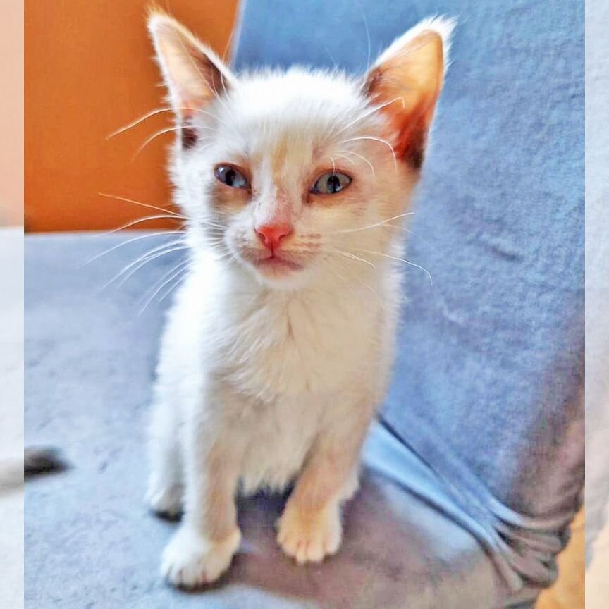 Сиамская кошечка в семью