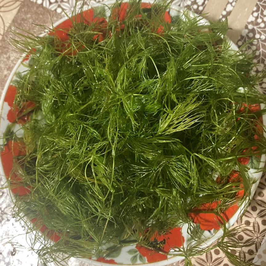 Аквариумное растение