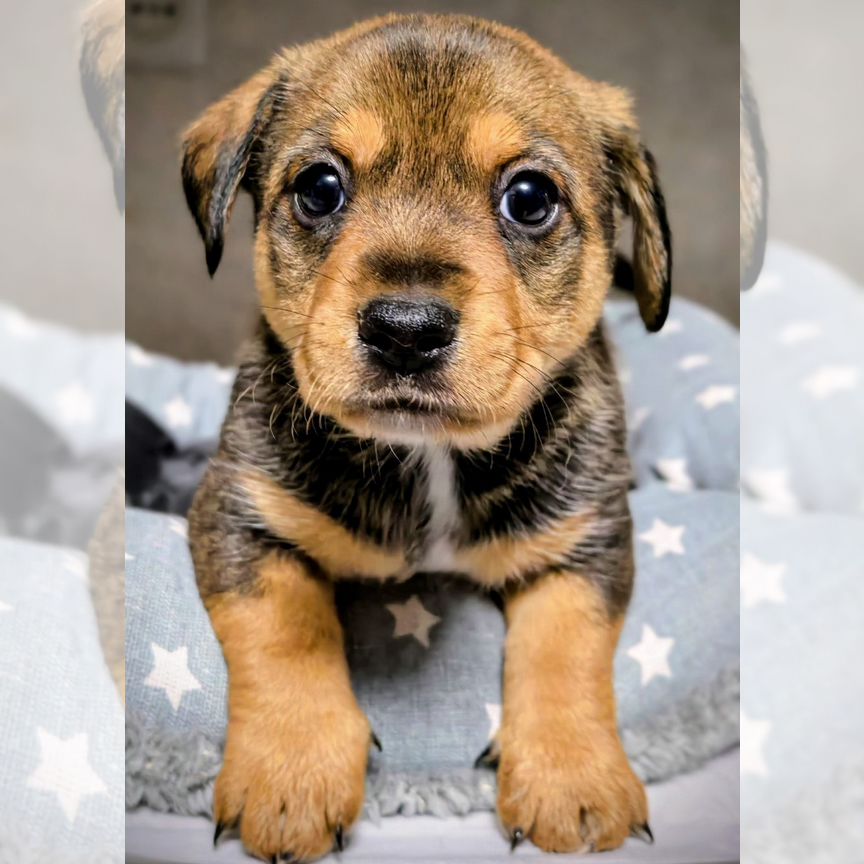 Щенок в добрые руки