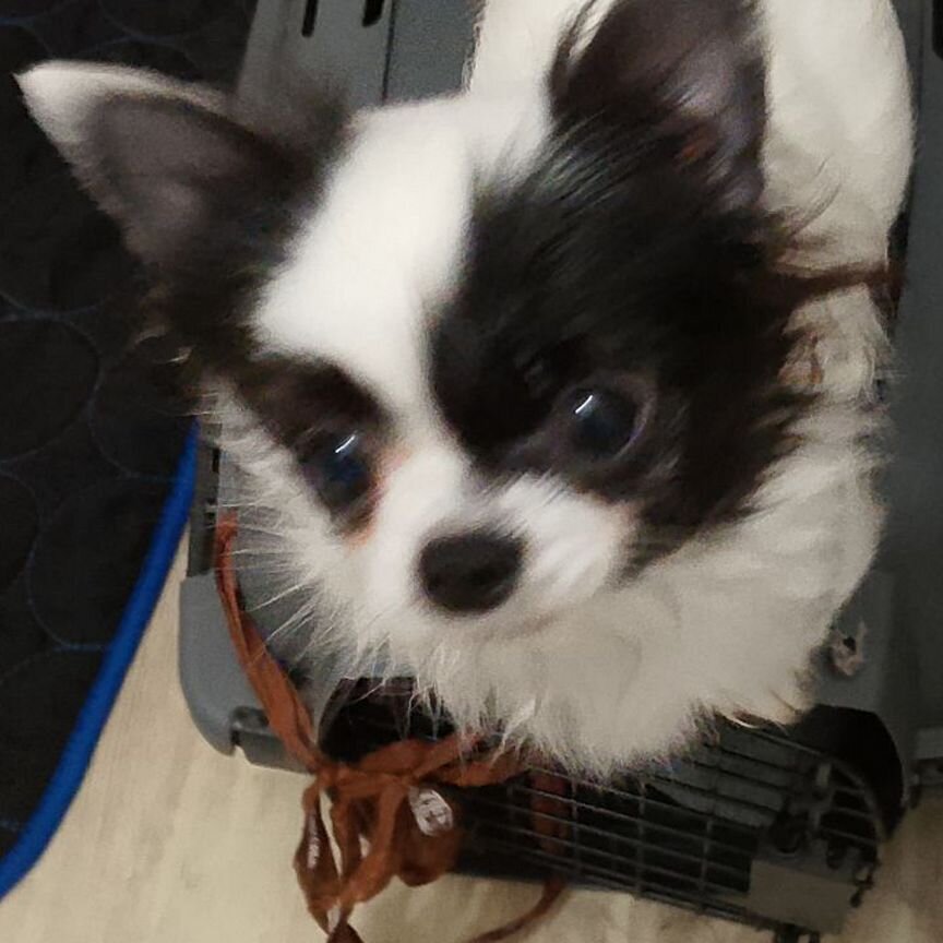 Чихуахуа, щенок