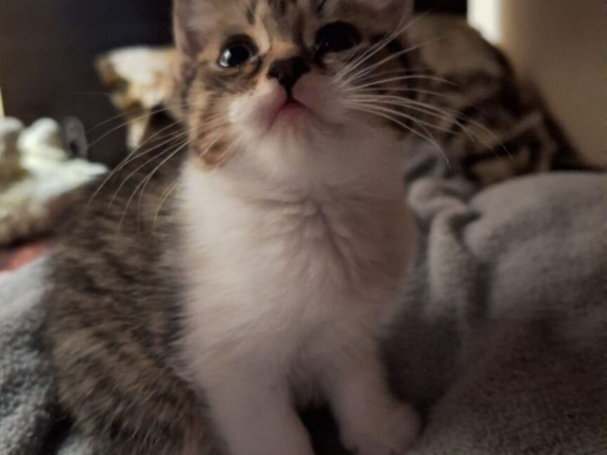 Котята мейн-кун помесь с девон рекс