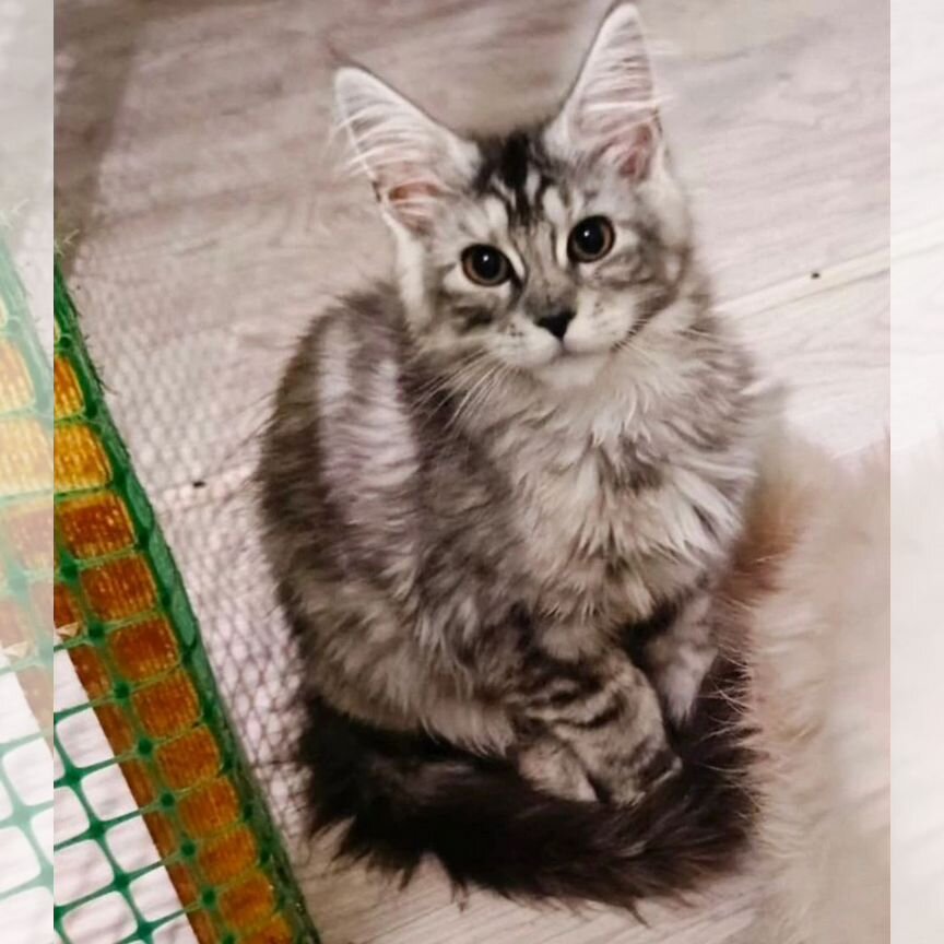 Мейн-кун котёнок