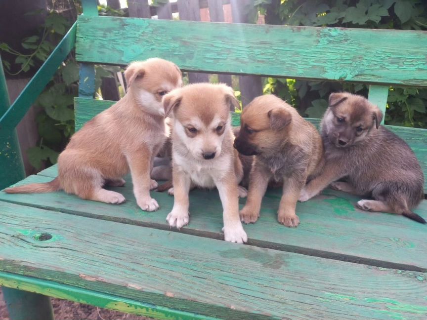 Щенки метисы маламута