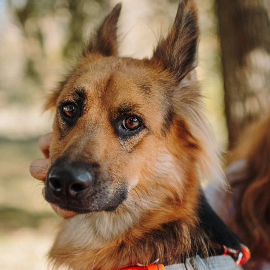 Собака в добрые руки