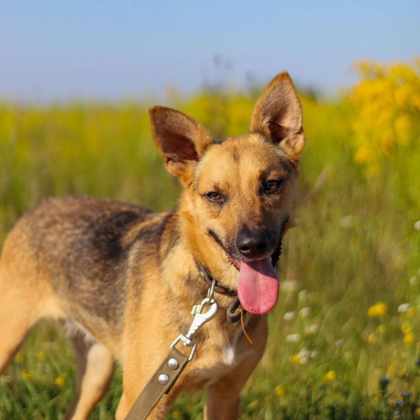 Корица ищет семью