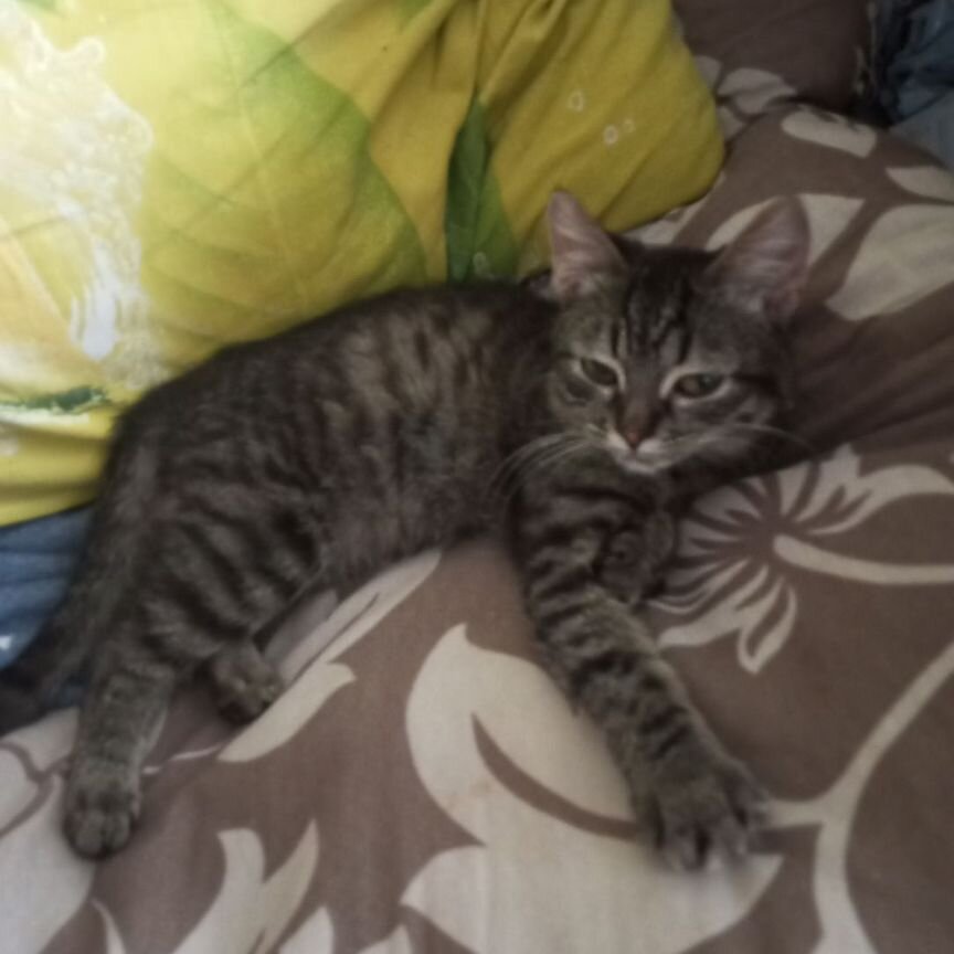 Отдаю котенка в хорошие руки