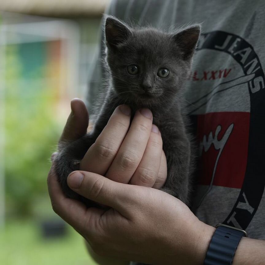 Котёнок в добрые руки
