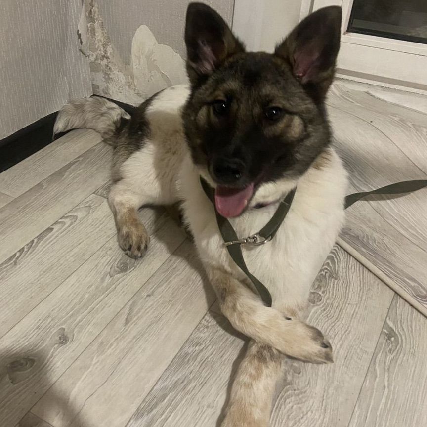 Немецкая овчарка, щенок