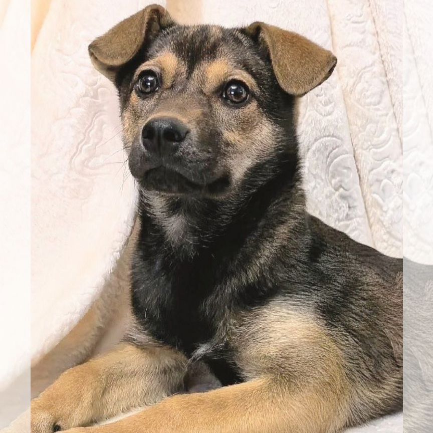 Немецкая овчарка, щенок