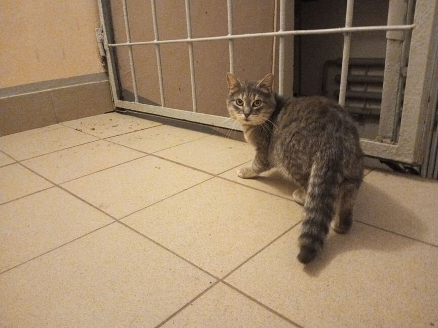 Взрослый котенок, красивый